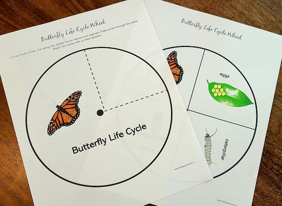 Butterfly Life Cycle Spin Wheel (Teacher-Made) Twinkl, 49% OFF