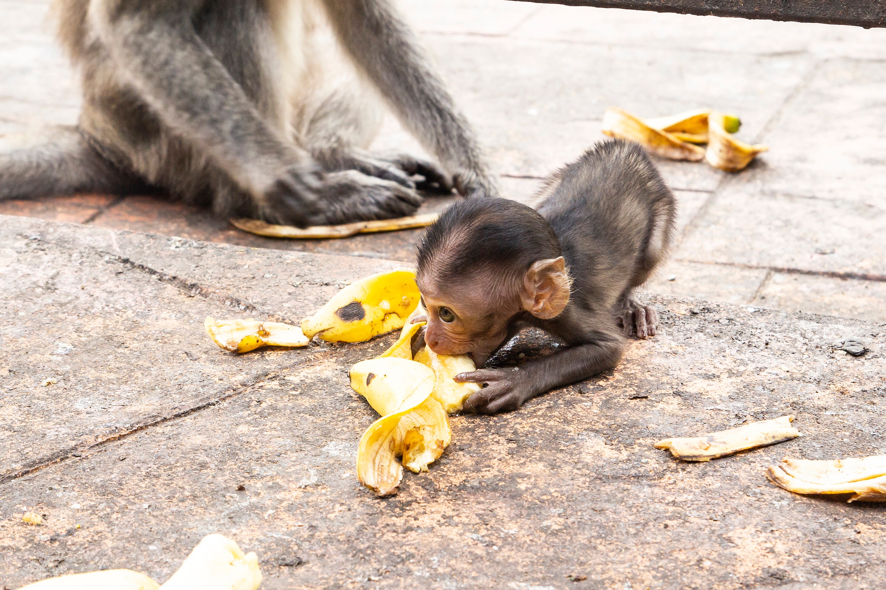 Baby Chimpanzee Eating Banana