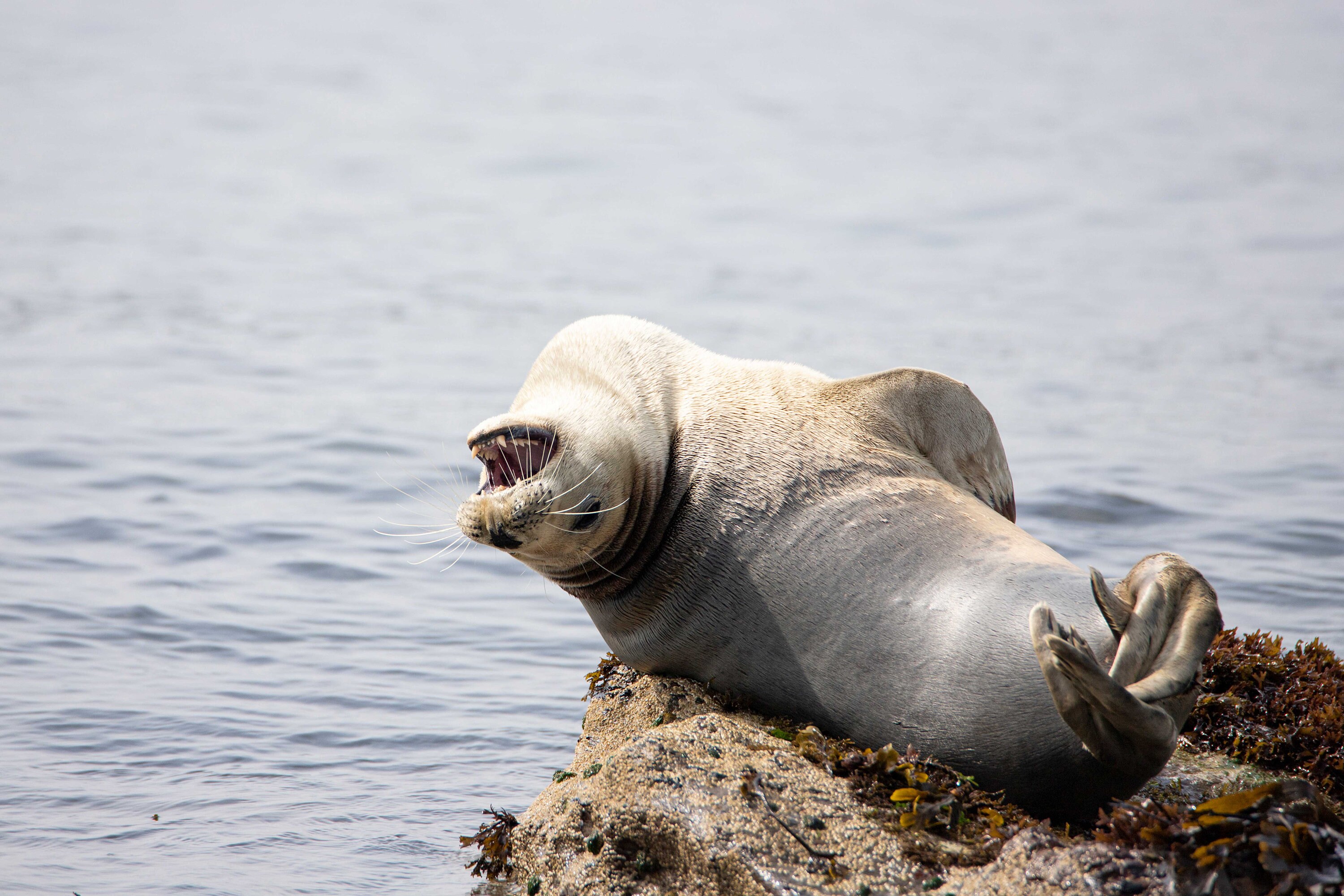Laughing Seal