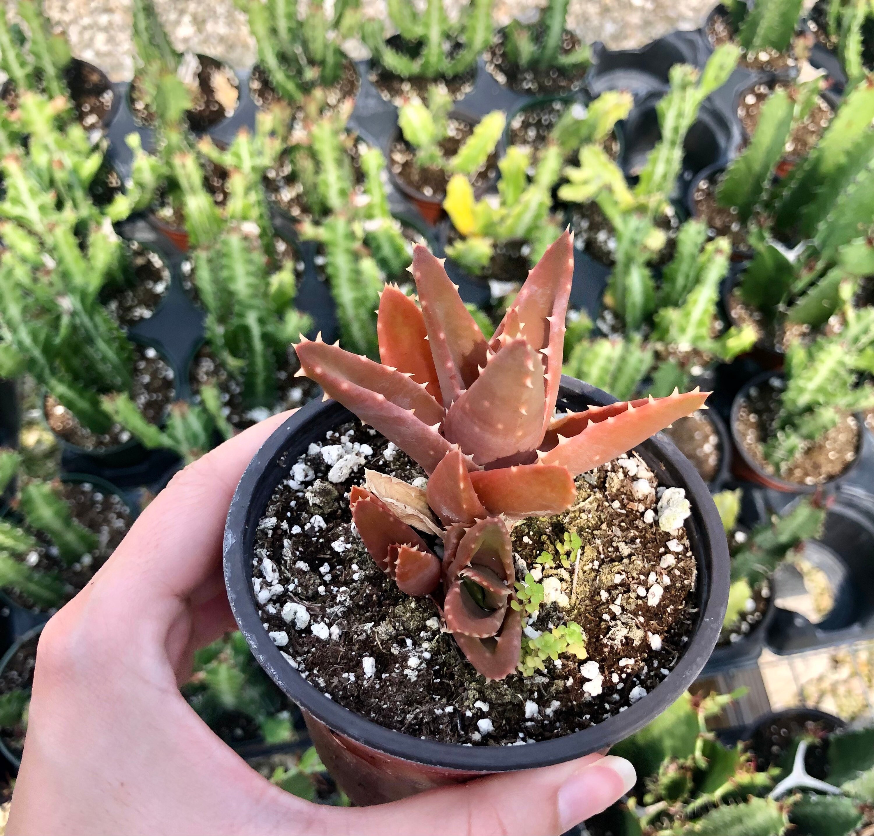 Mitre Aloe Aloe Perfoliata Planta suculenta y viva rara | Etsy