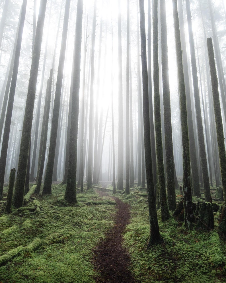 Foggy Forest Nature Print | Wall Art and Decor, Printable Art, Photo ...