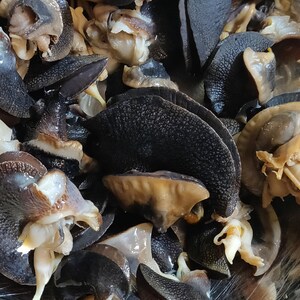 Fresh, Frozen Jumbo African Snails - 2 Lbs - Etsy