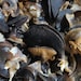 Fresh, Frozen Jumbo African Snails - 2 Lbs - Etsy