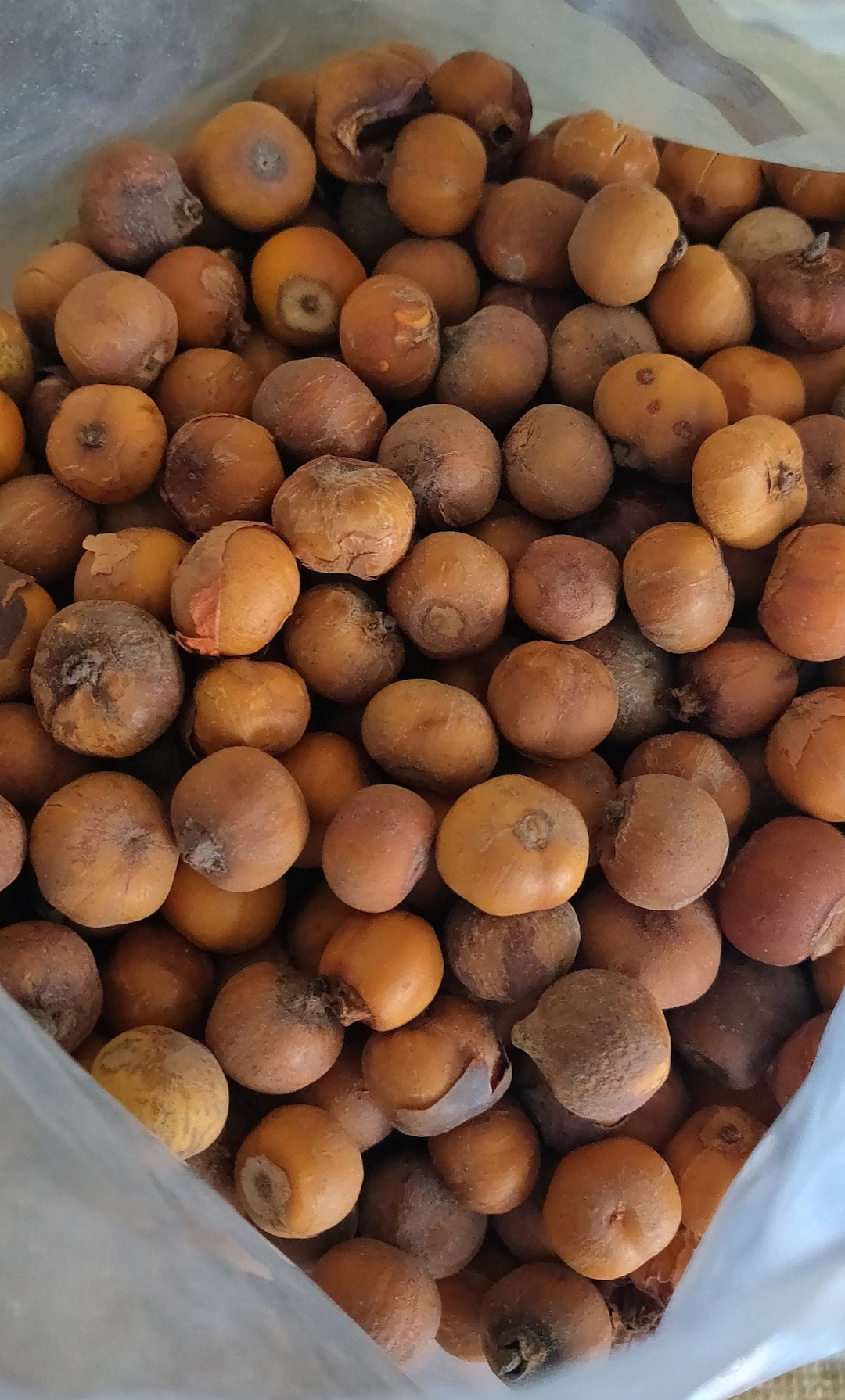 Oignons de campagne Afrostyrax lepidophyllus Rondelle - Etsy France