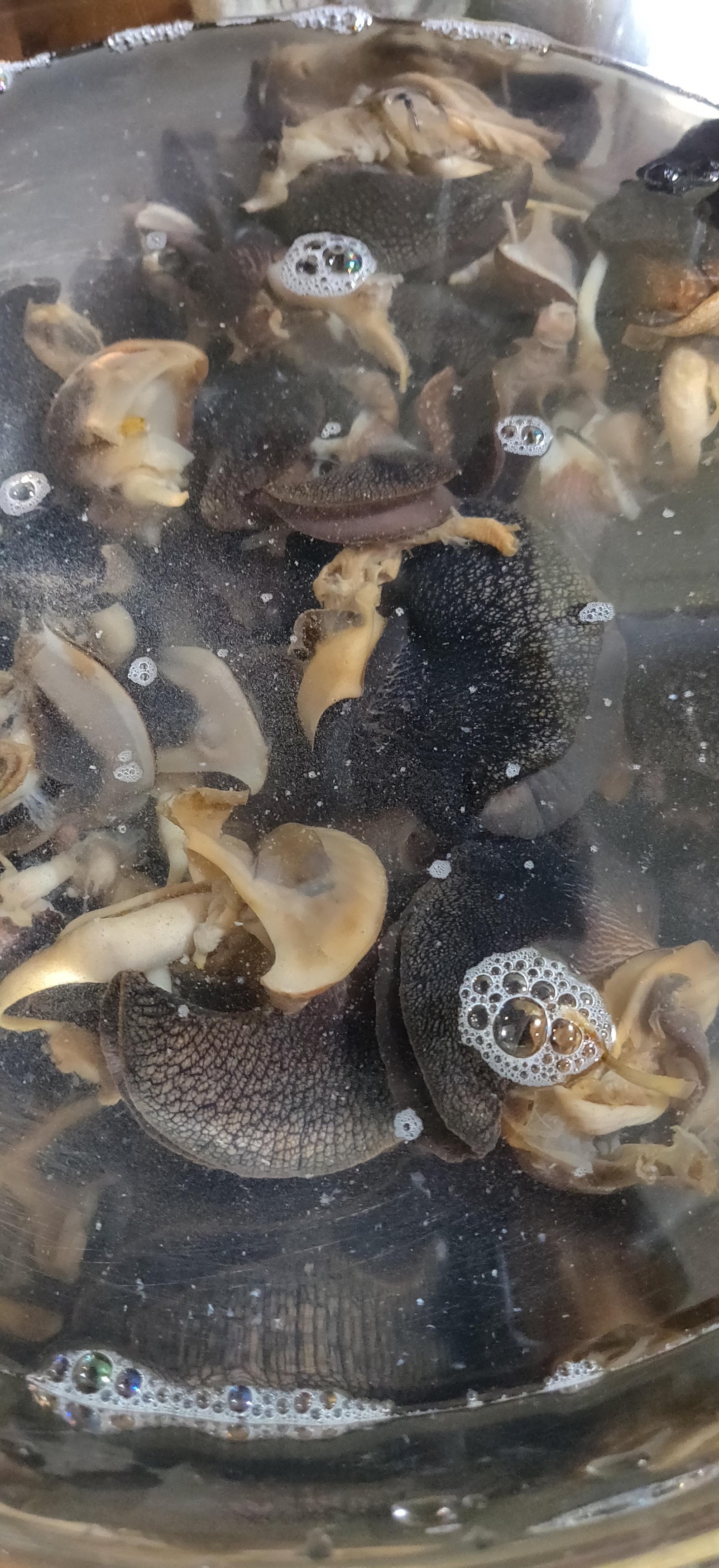 Fresh, Frozen Jumbo African Snails - 2 Lbs - Etsy