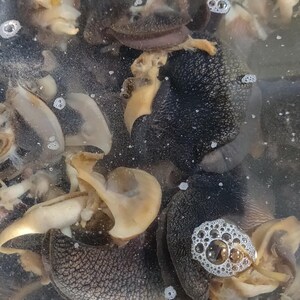 Fresh, Frozen Jumbo African Snails - 2 Lbs - Etsy