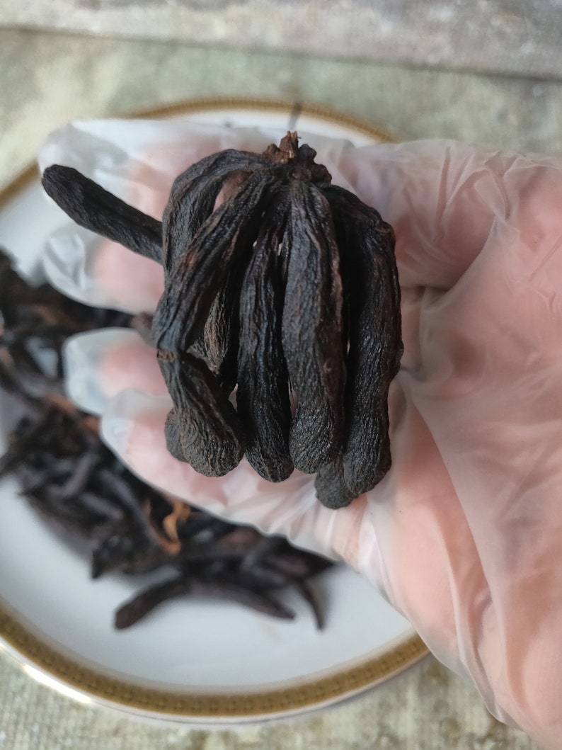 Uda Pods (grains of Selim) - Etsy