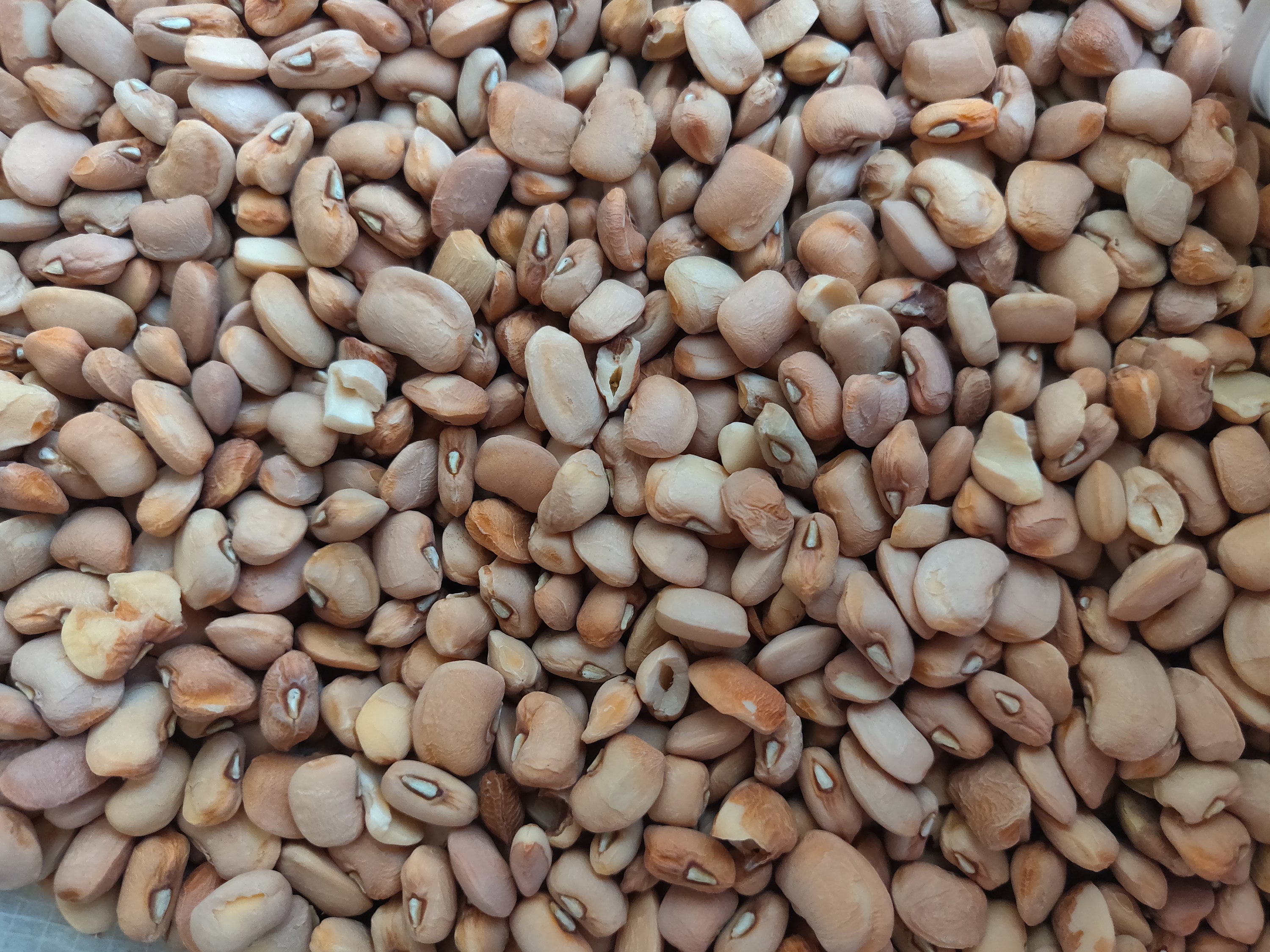 Sweet African Honey Beans - Ewa Oloyin (5 Lbs) - Etsy