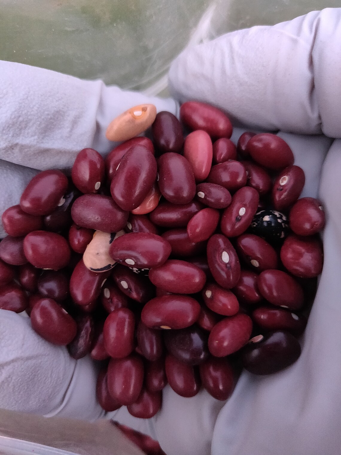 Akidi Igbo Beans 10 Oz - Etsy