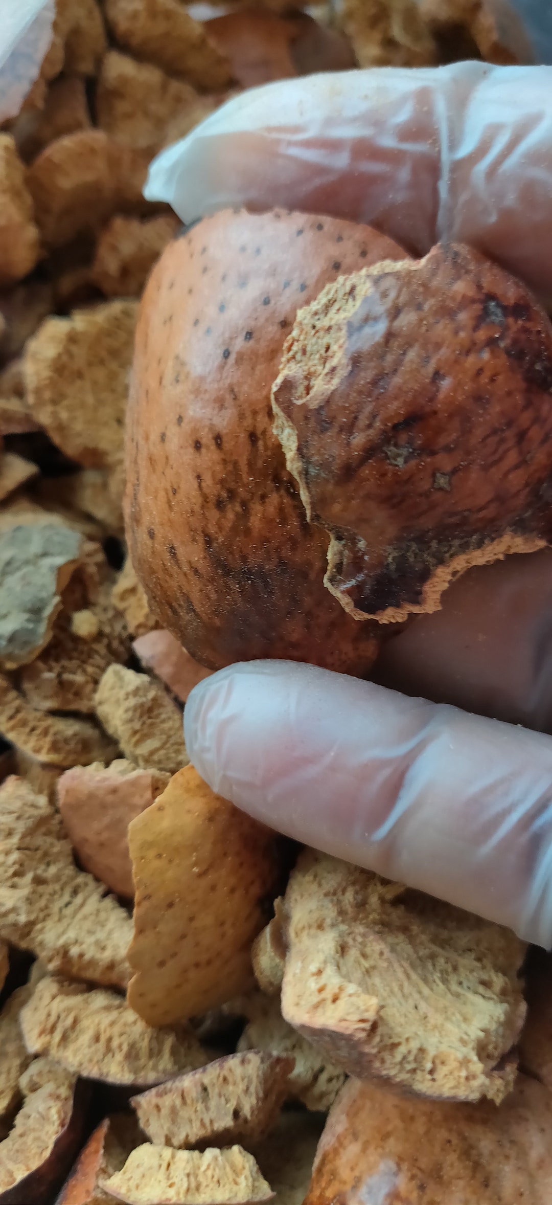 Doum Palm/ Goruba Fruit (hyphaene Thebaica) - Chunks and Powder, Not ...