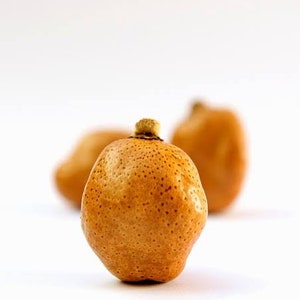 Doum Palm/ Goruba Fruit (hyphaene Thebaica) - Chunks and Powder, Not ...