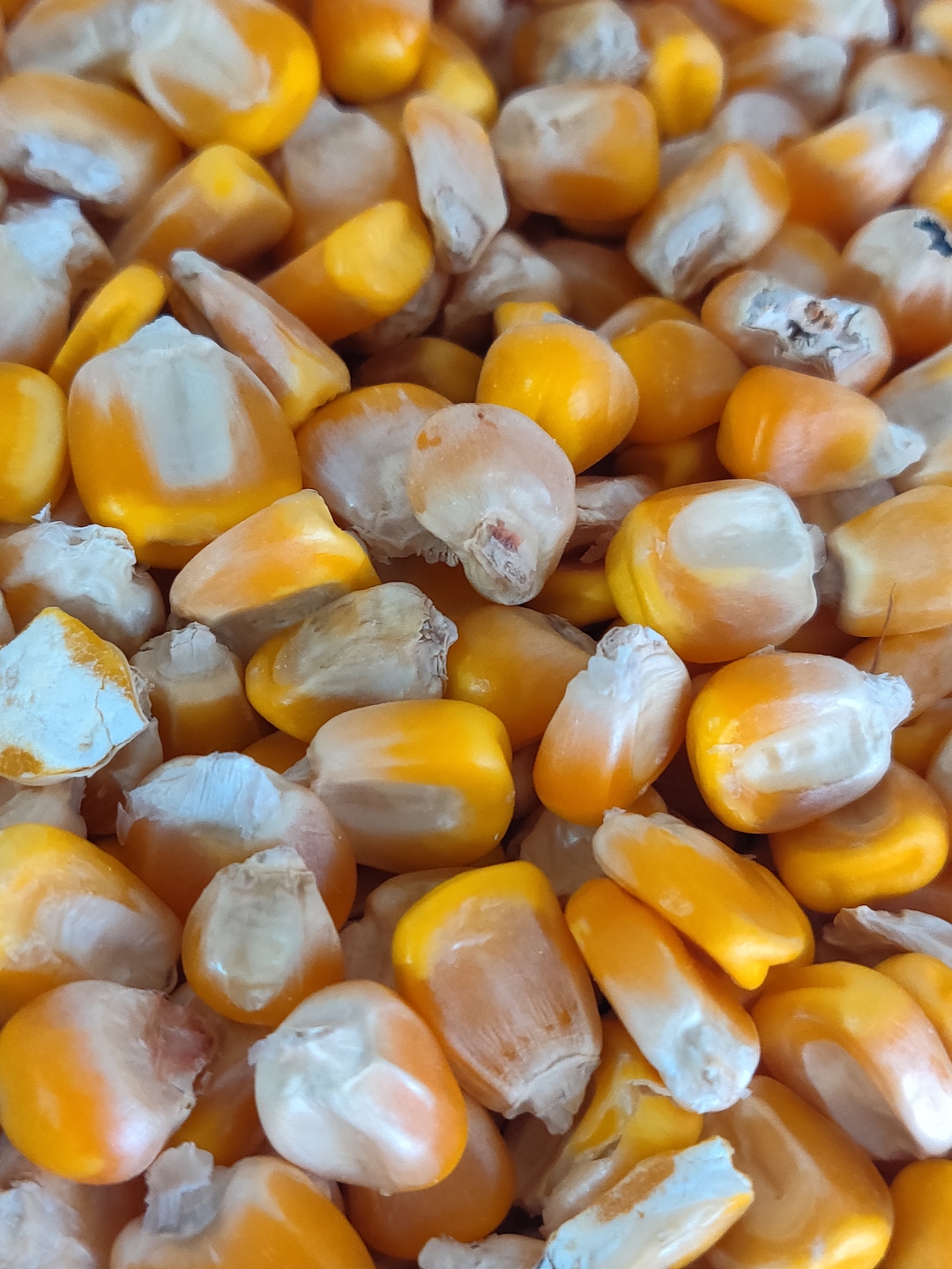 Dehydrated Yellow Maize Kernels - 8 Oz - Etsy