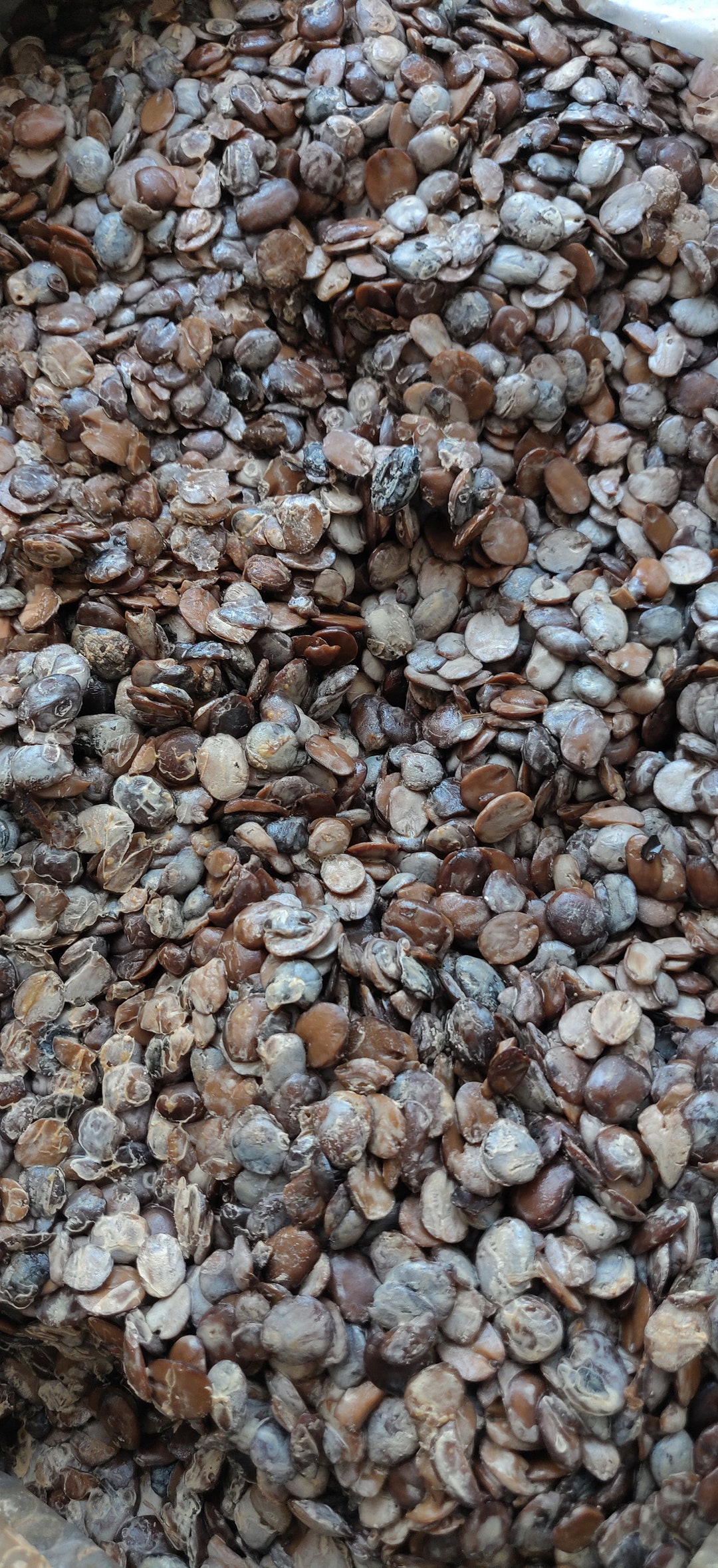 Fresh, Wet, Organic Iru Woro (fermented West African Locust Beans) - 14 ...