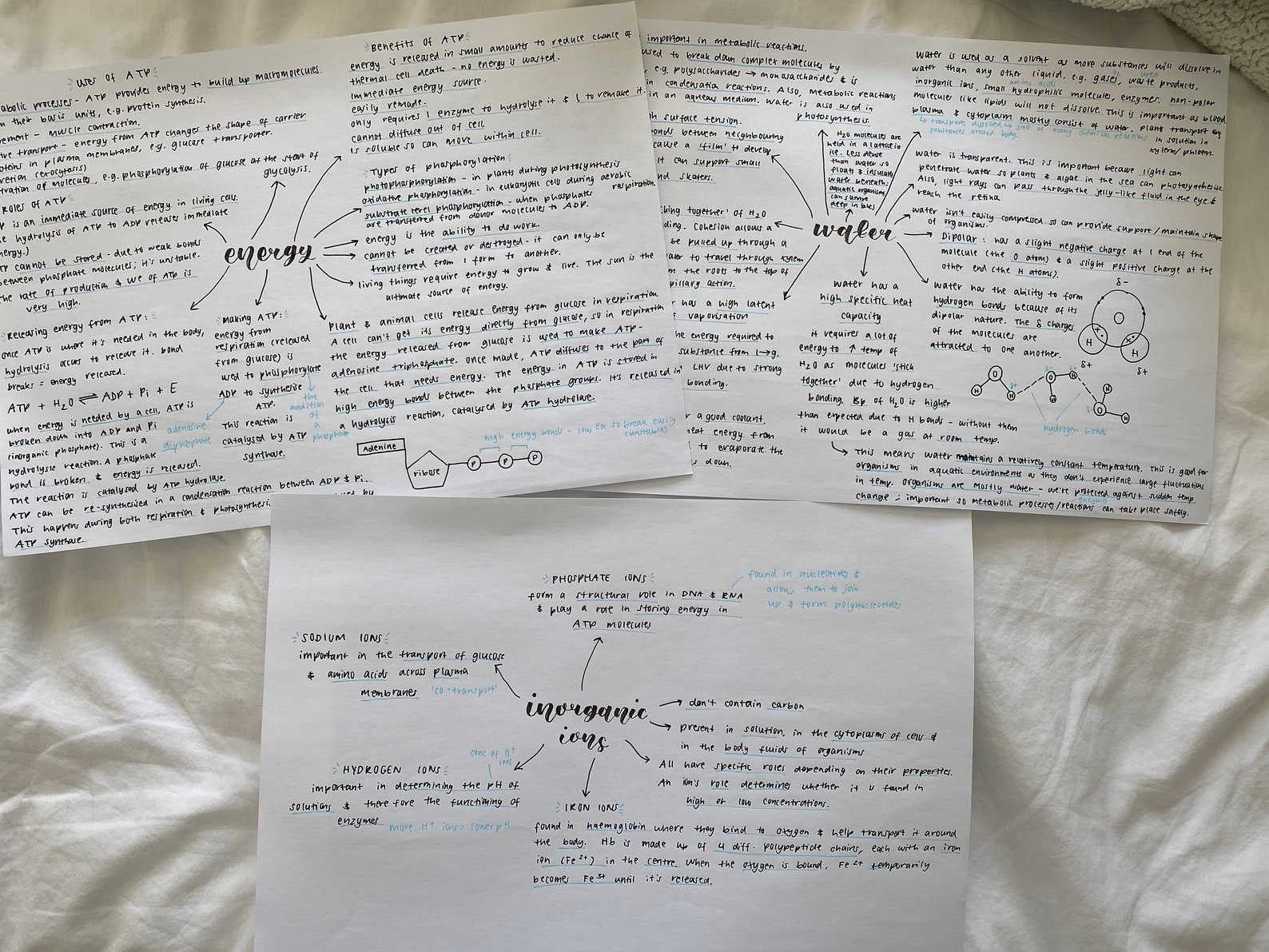 A Level Biology Biological Molecules Revision AQA - Etsy