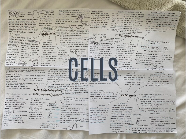 A Level Biology Cells Revision (AQA) - Etsy