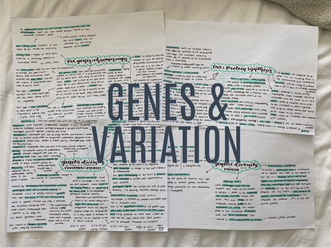 A Level Biology Genes and Variation Revision AQA - Etsy