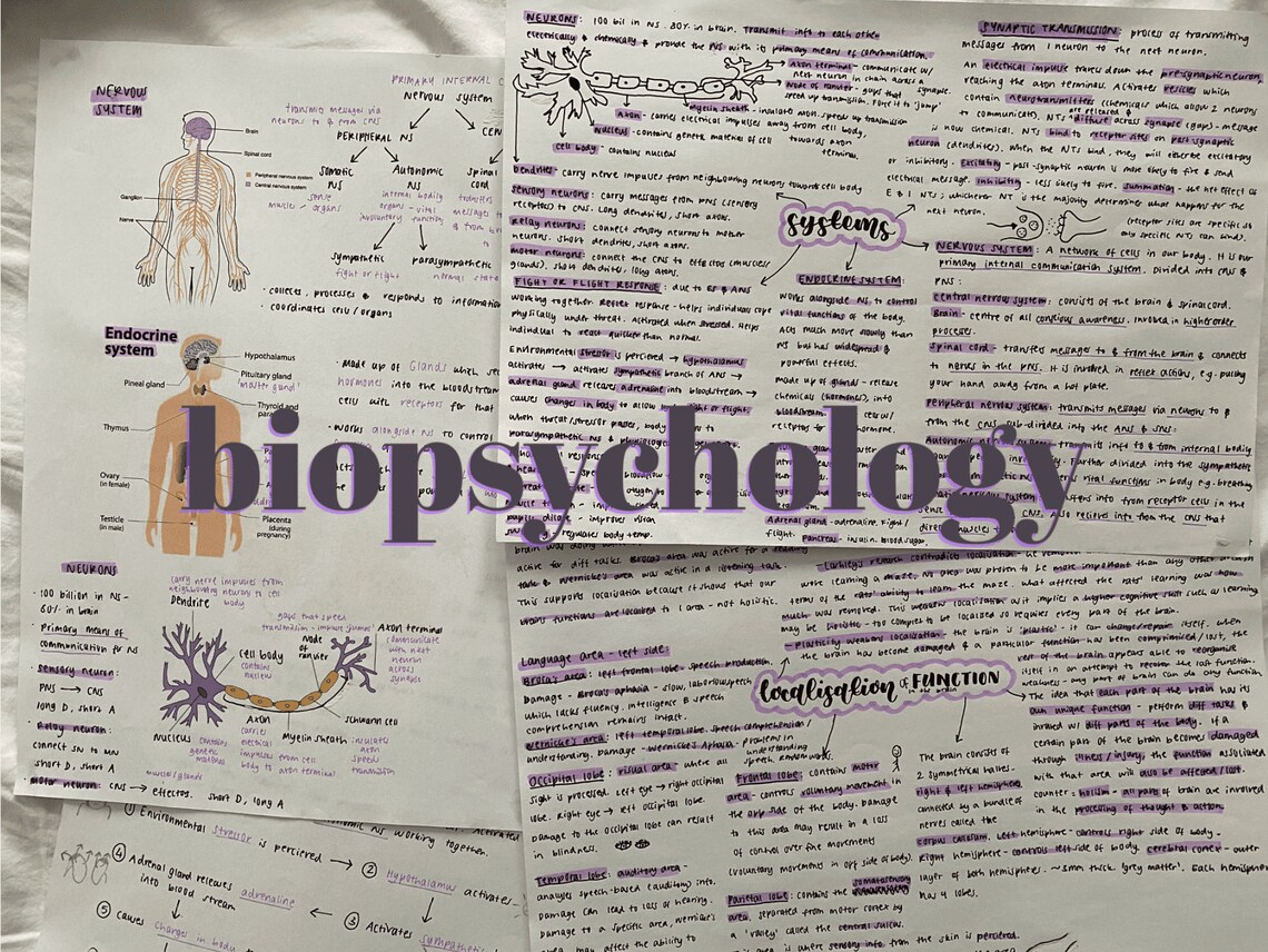 A Level Psychology Biopsychology Revision (AQA) - Etsy