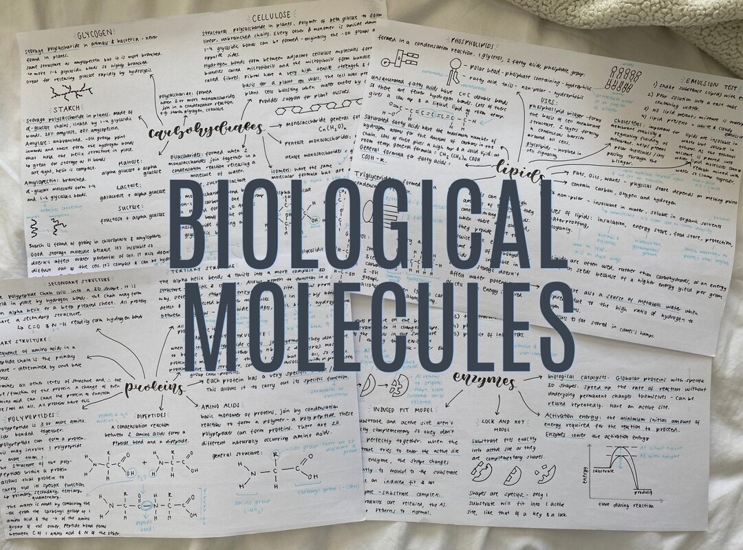 A Level Biology Biological Molecules Revision AQA - Etsy
