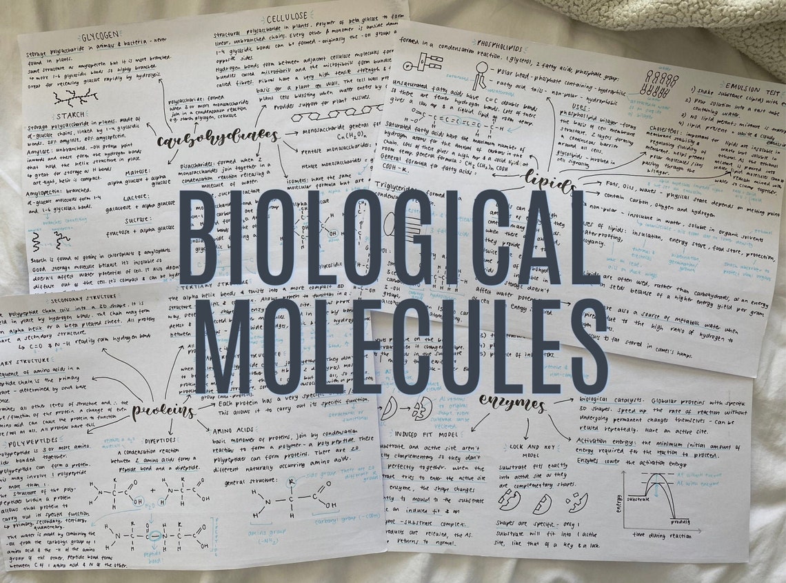 A Level Biology Biological Molecules Revision AQA - Etsy