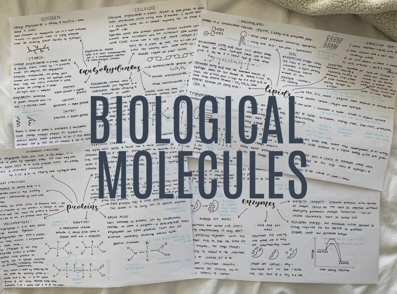 A Level Biology Biological Molecules Revision AQA - Etsy