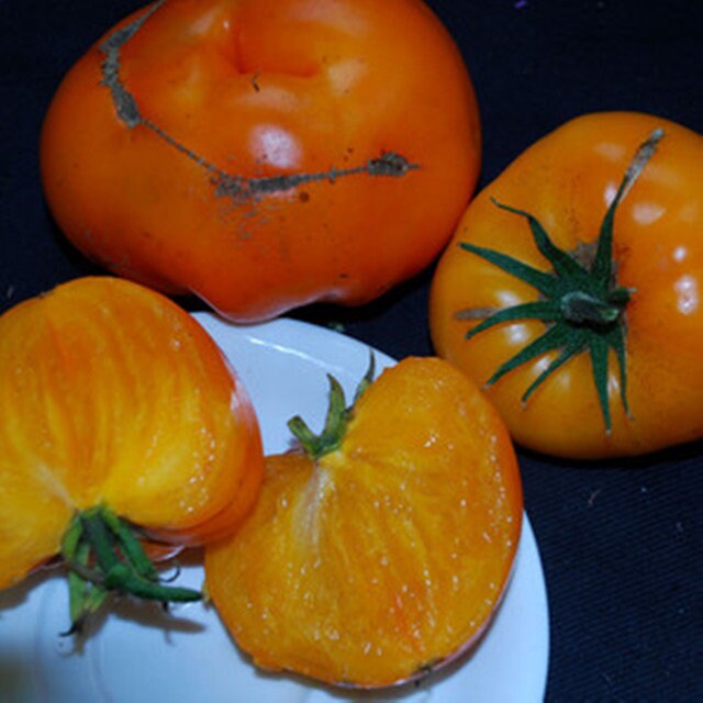Outdoor & Gardening Orlov'S Yellow Giant Tomato Seeds Seeds & Seed ...