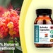 DR WAKDE'S Ashoka Capsules saraca Asoka 60 Veg Caps Ayurvedic ...