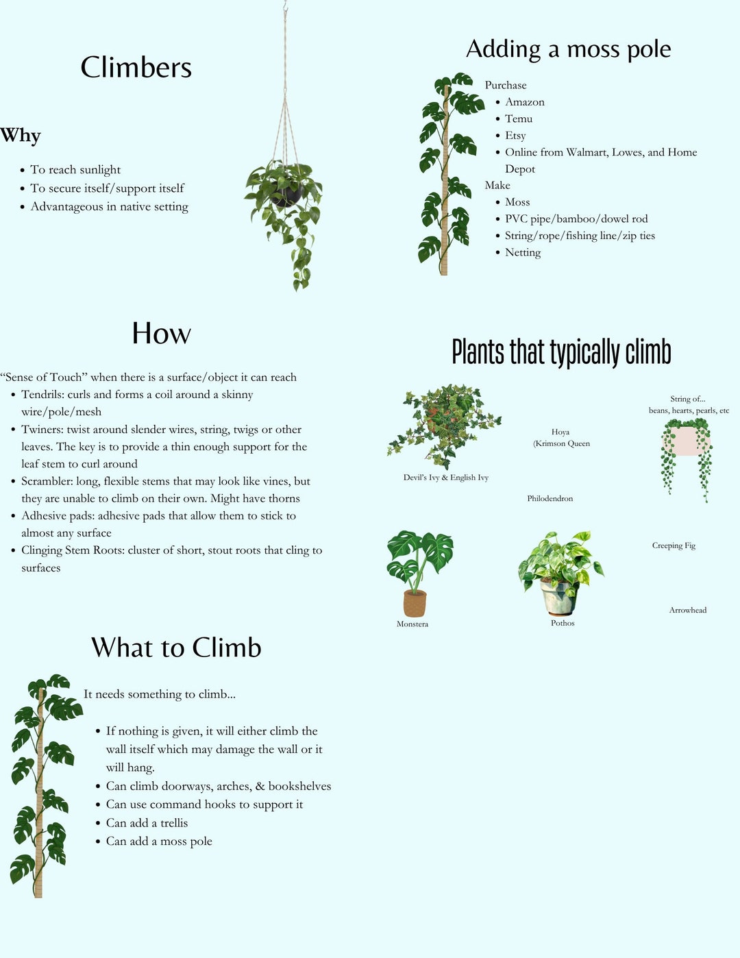 Infographics About Climbing Plants - Etsy