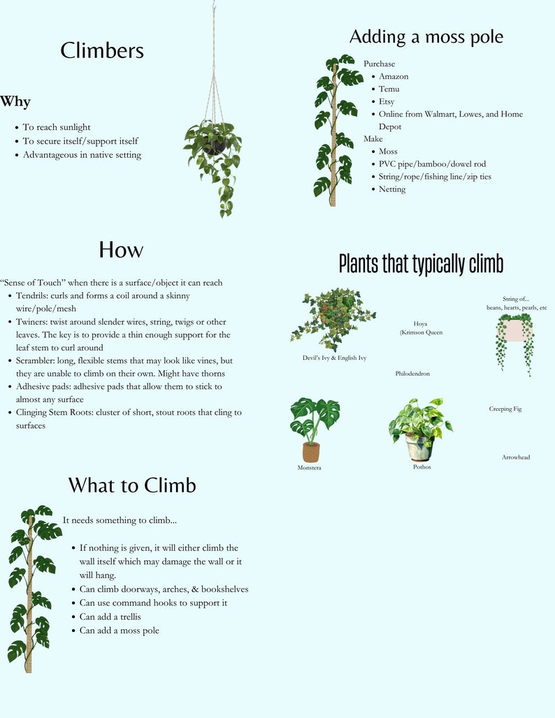 Infographics About Climbing Plants - Etsy