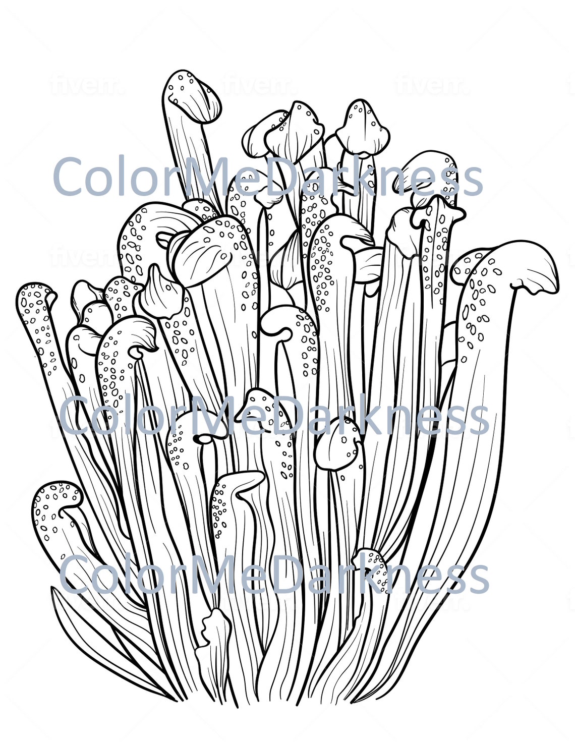12 Coloring Pages "color Me Carnivorous: Sarracenia Vol. I" 12 Pages ...