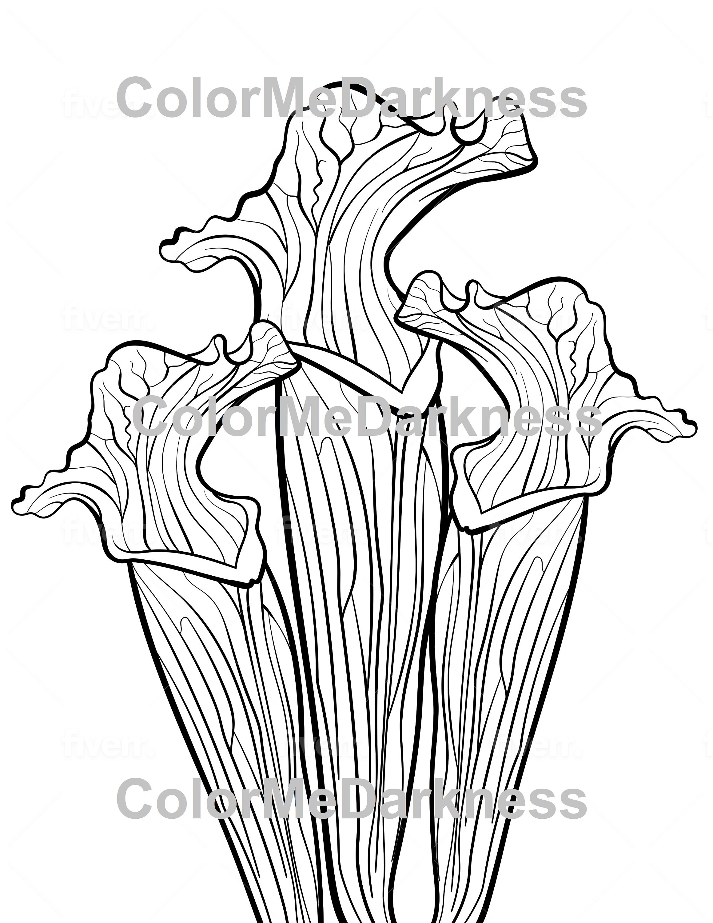 12 Coloring Pages "color Me Carnivorous: Sarracenia Vol. I" 12 Pages ...