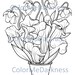 12 Coloring Pages "color Me Carnivorous: Sarracenia Vol. I" 12 Pages ...