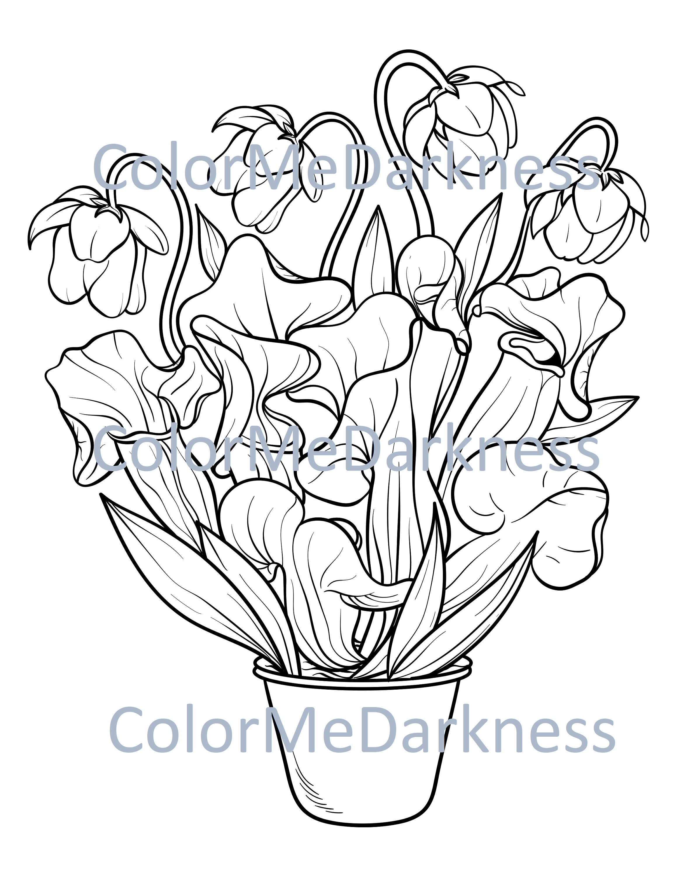 12 Coloring Pages "color Me Carnivorous: Sarracenia Vol. I" 12 Pages ...