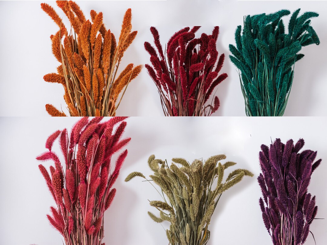 Setaria | Dried Flowers | Dried Flower Bunch | Setaria Bunch | Large ...