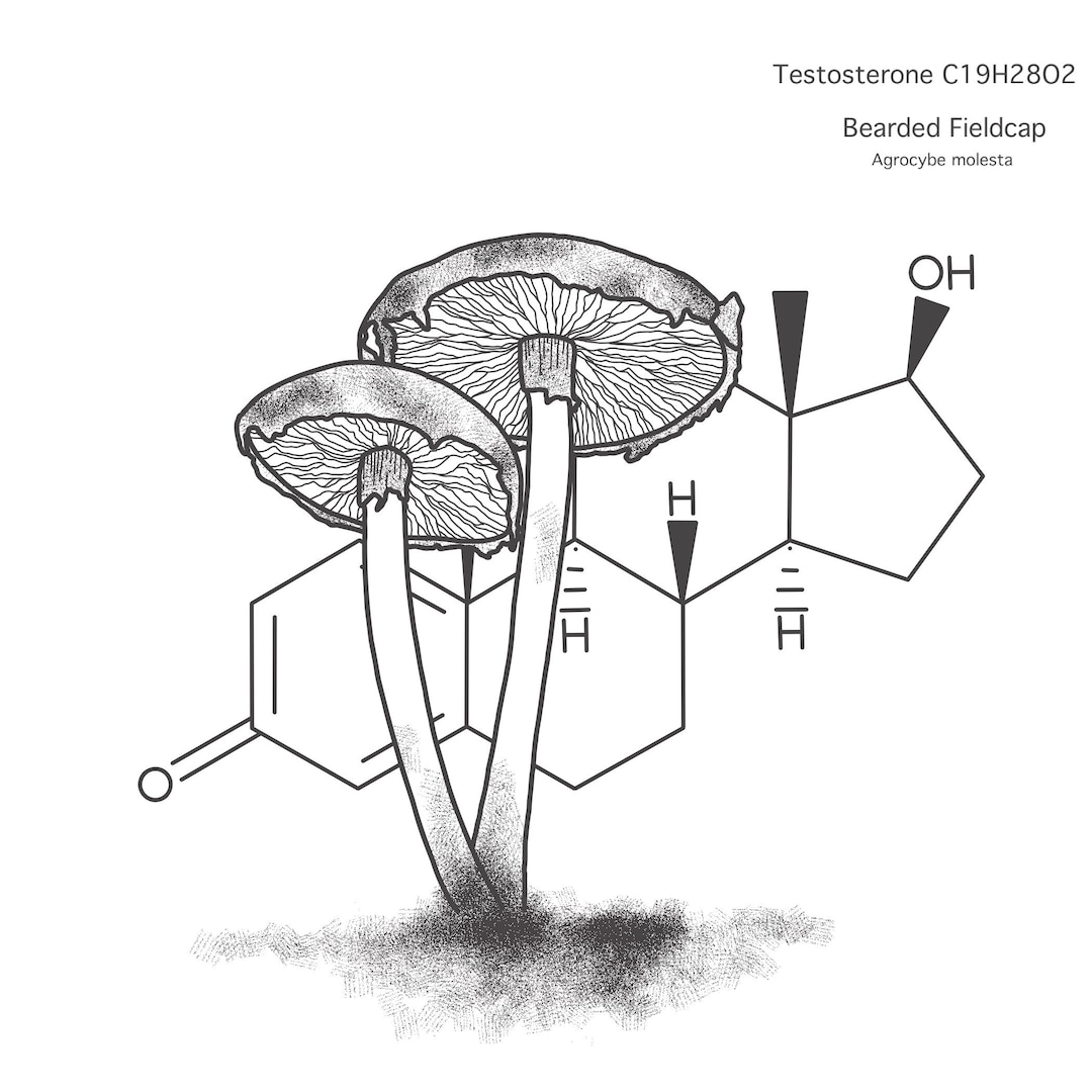 Mushroom Chemical Tattoo Design. Oestrogen, Testosterone, Serotonin ...