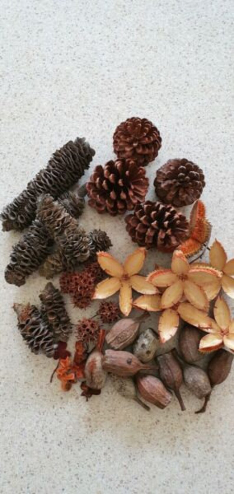 Nature Craft Box Native Australian Seed Pods medium Pack - Etsy Australia