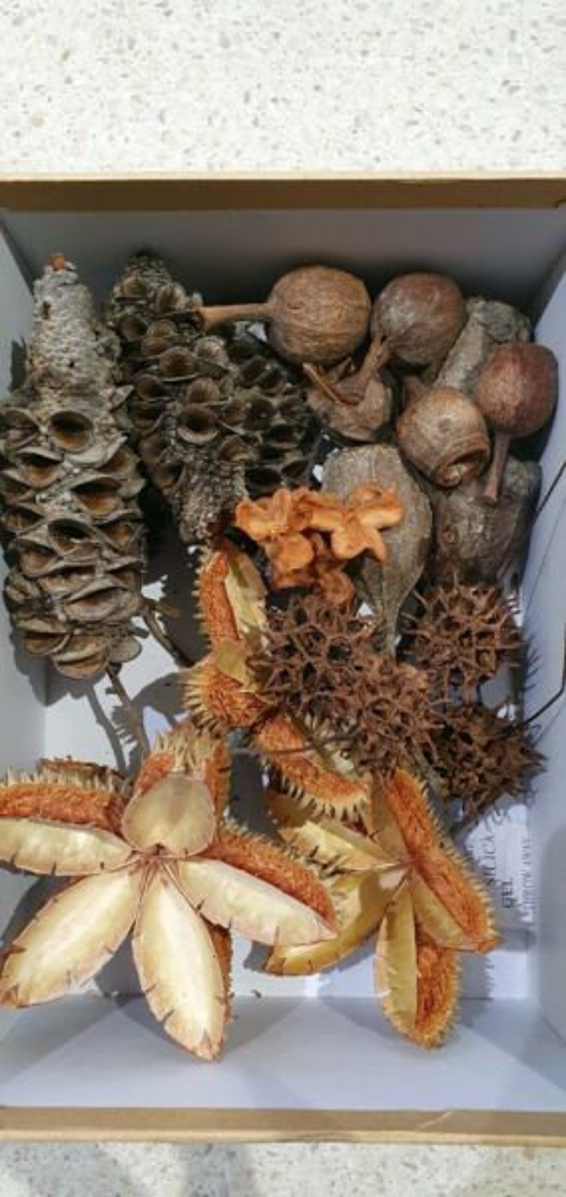 Nature Craft Box - Native Australian Seed Pods (small) - Etsy Australia