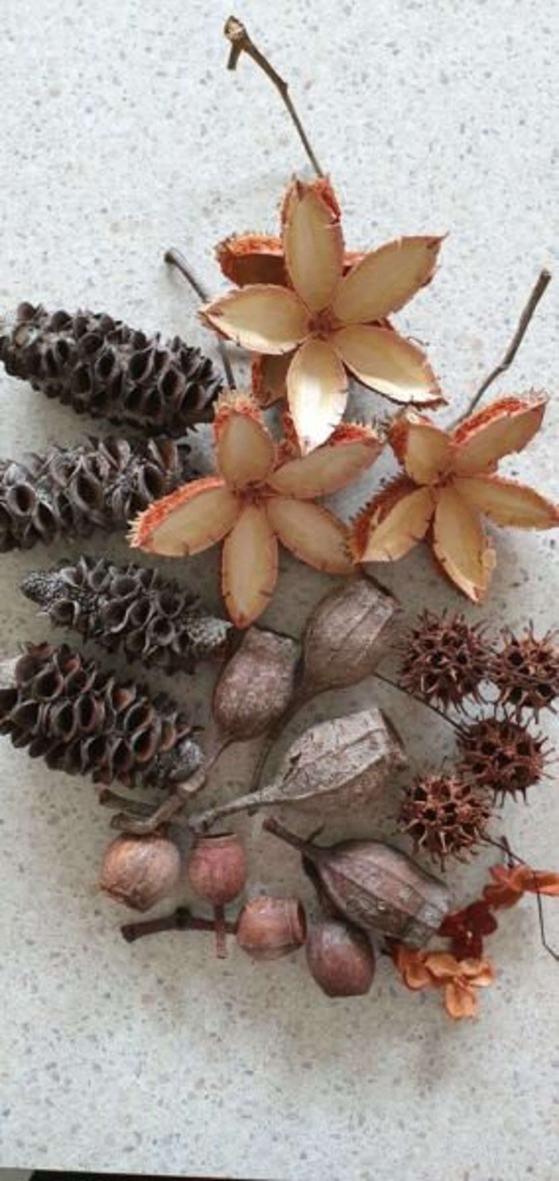 Nature Craft Box - Native Australian Seed Pods (small) - Etsy