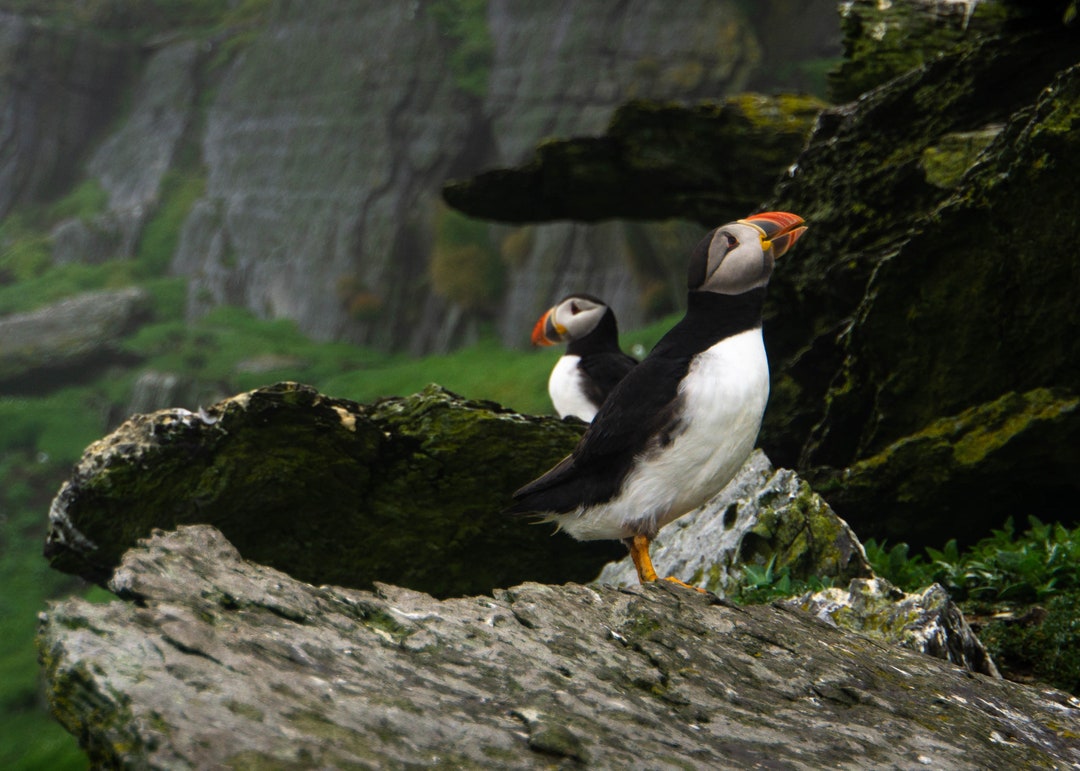 Puffins on Skellig Michael - Etsy Australia