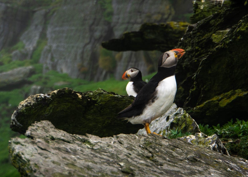 Puffins on Skellig Michael - Etsy