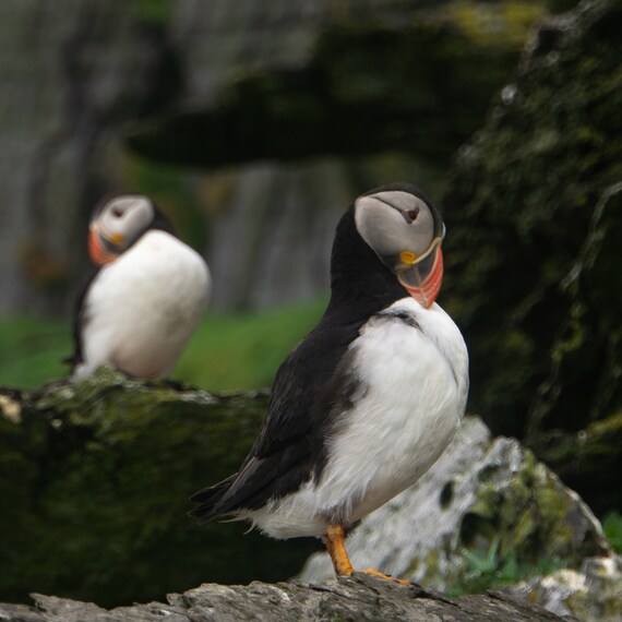 Puffins on Skellig Micheal - Etsy