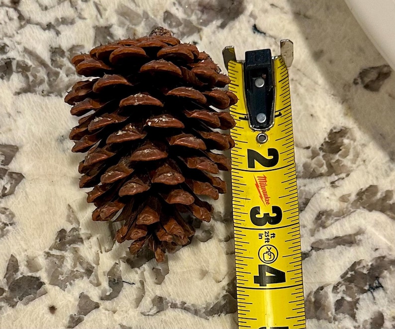 20 Organic Farm Fresh Pinecones Pine Cones Christmas Decor All Natural ...