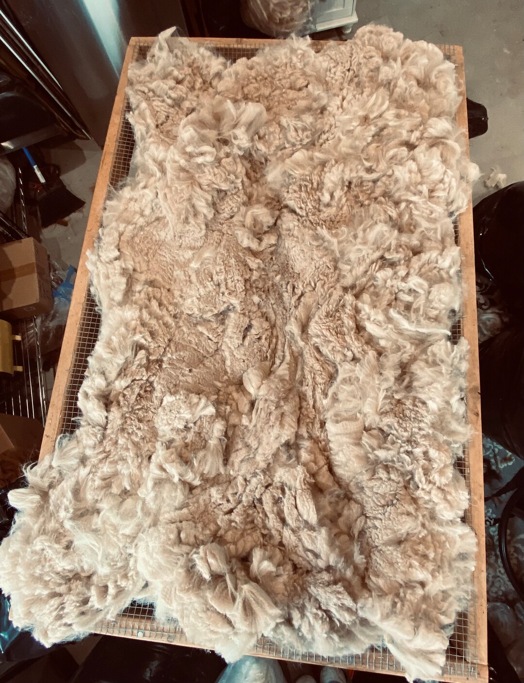 Raw Light Fawn Alpaca Fleece Colters Sunrise Aka Sunny - Etsy