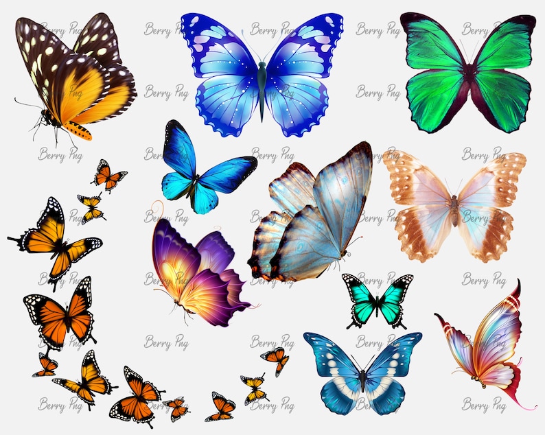 Butterfly PNG Clipart Bundle, Transparent Background (digital Download ...