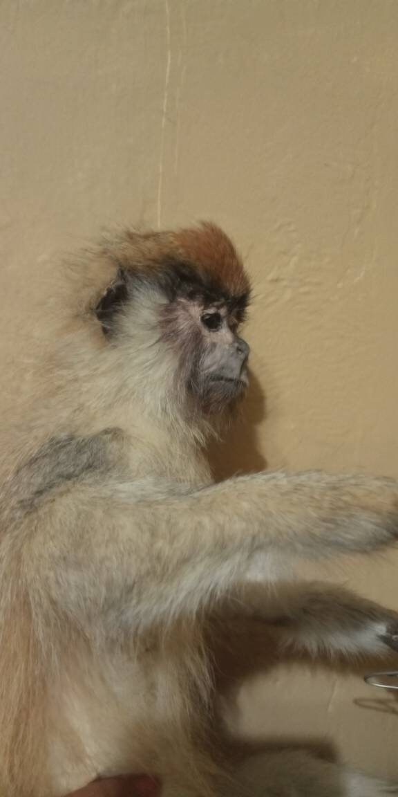 Taxidermy Baby monkey full body soft mount | Etsy