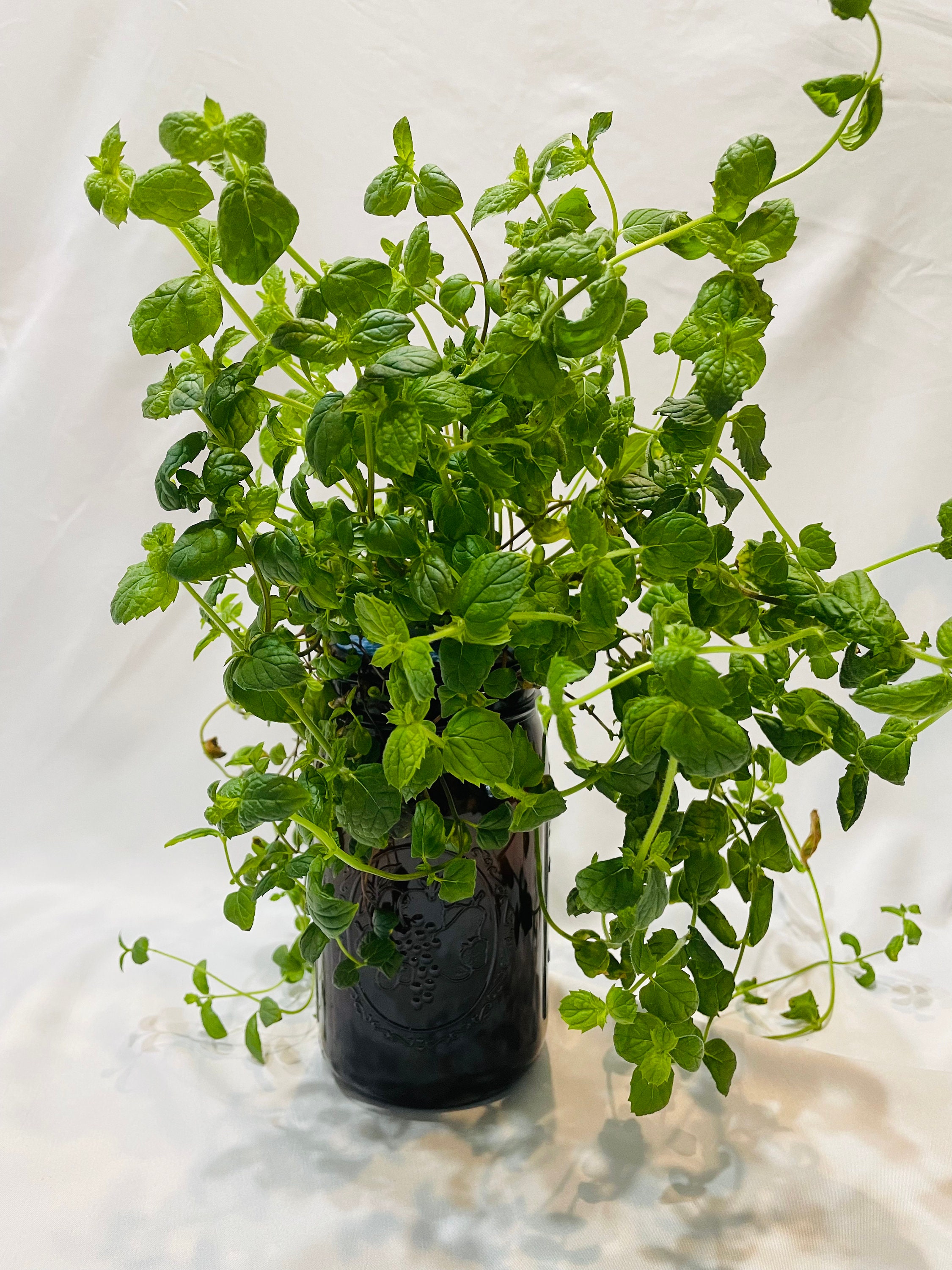 Hydroponic Kratky Starter Kit With Amber Mason Jar - Etsy