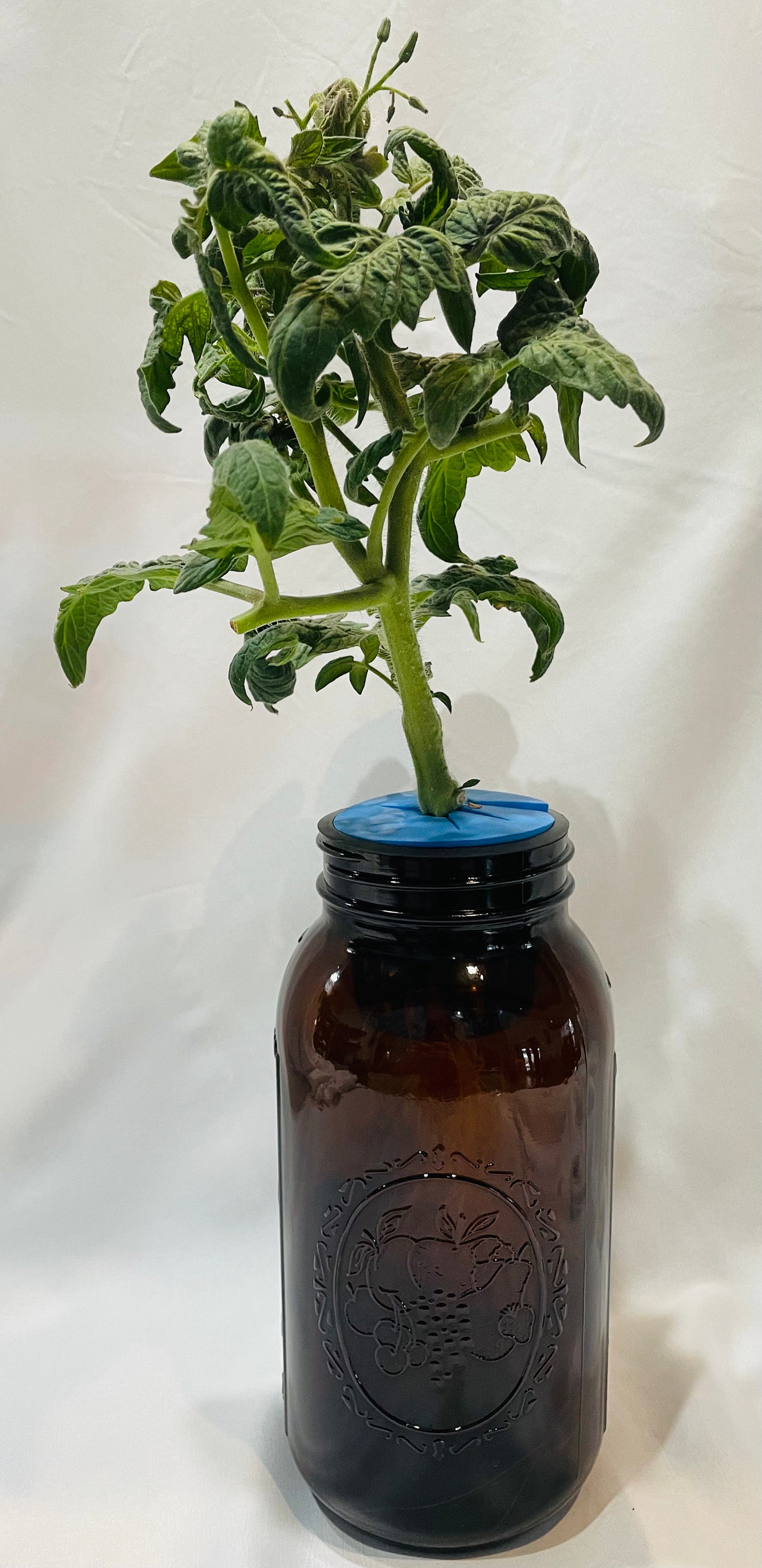 Hydroponic Kratky Starter Kit With Amber Mason Jar - Etsy