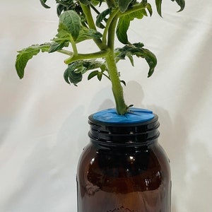 Hydroponic Kratky Starter Kit With Amber Mason Jar - Etsy