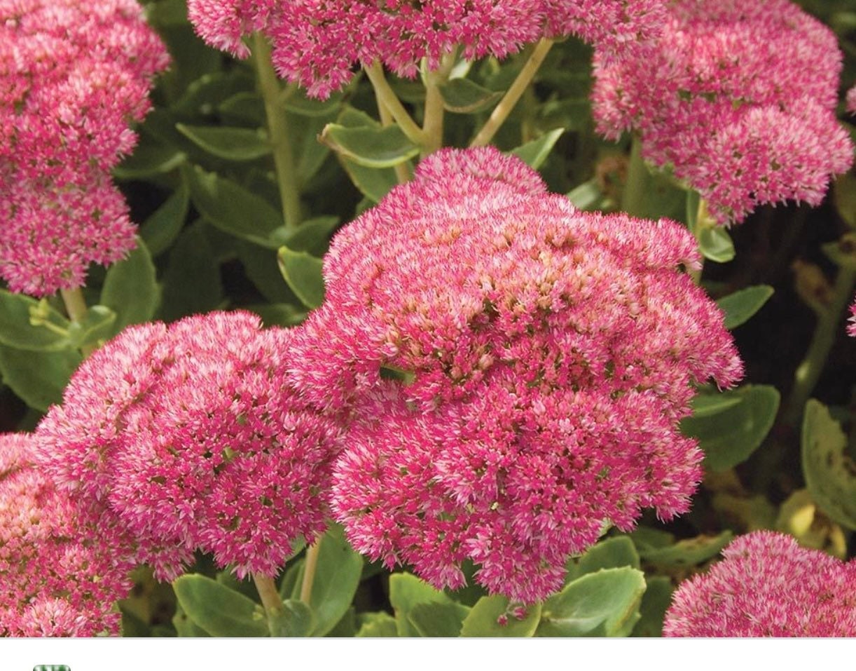 Sedum stone crop ice plant orpine perennial autumn joy | Etsy