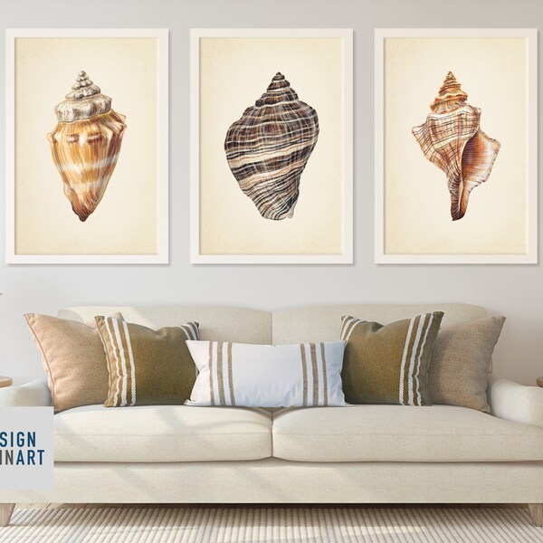 Sea Shell Wall Art - Etsy