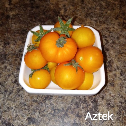 Dwarf Parfait Tomato Seeds - Etsy